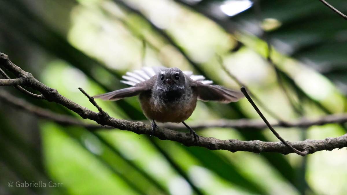 Gabriella Carr – Filmmaker and Artist in Bristol